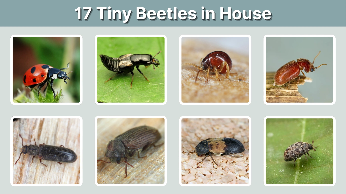 17 Tiny Beetles in House: Identification With Pictures