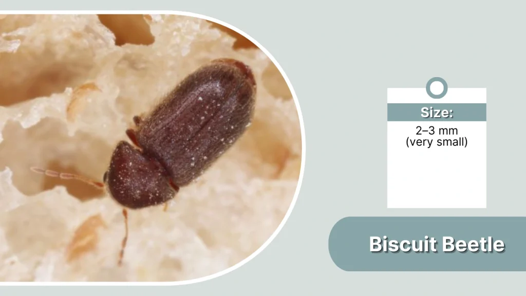 17 Tiny Beetles in House: Identification With Pictures