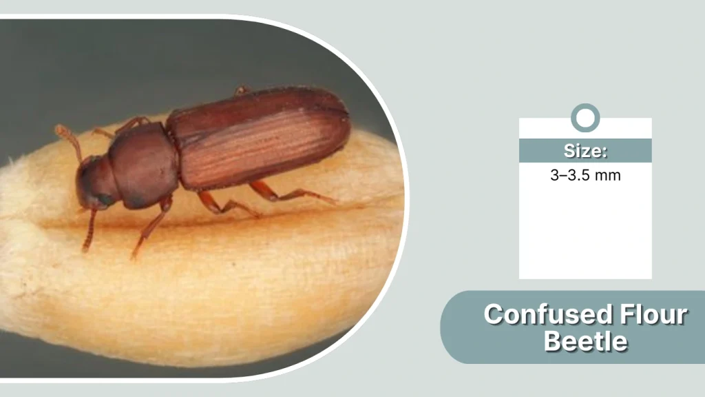 17 Tiny Beetles in House: Identification With Pictures