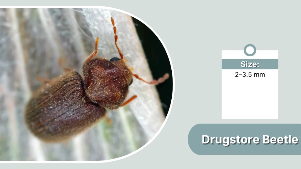 17 Tiny Beetles in House: Identification With Pictures