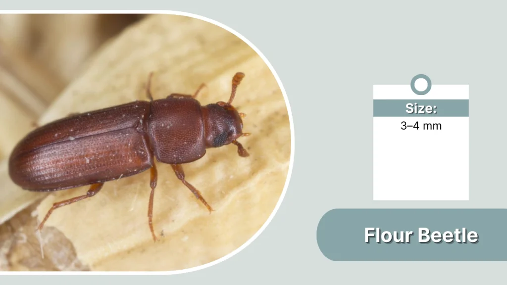 17 Tiny Beetles in House: Identification With Pictures