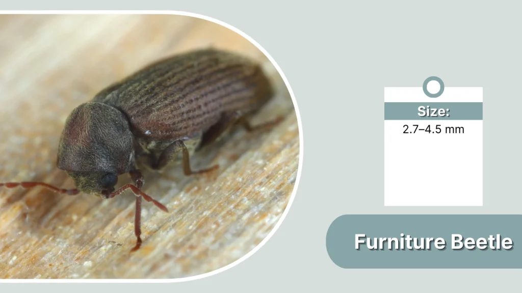 17 Tiny Beetles in House: Identification With Pictures