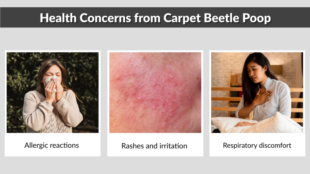 Carpet Beetle Poop: Identification, Appearance, and Control