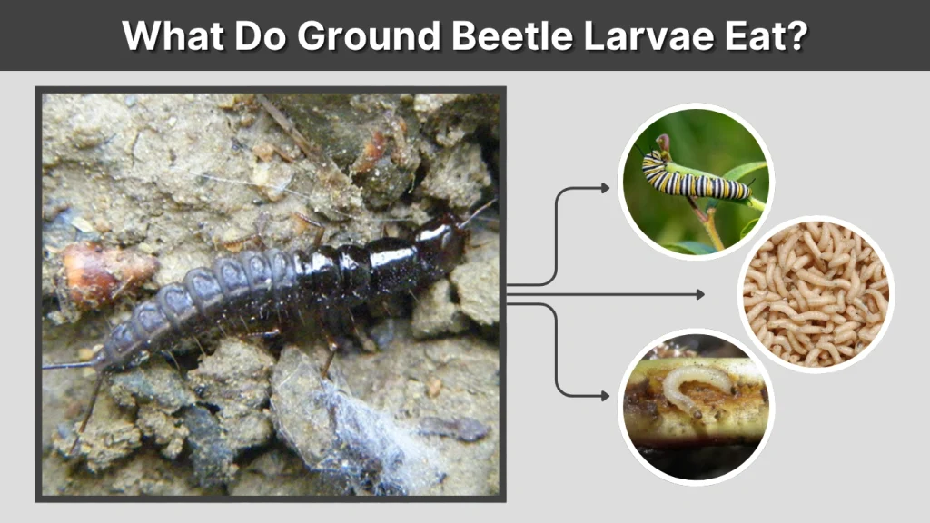 Ground Beetle Larvae : Identification, Behavior, and Diet