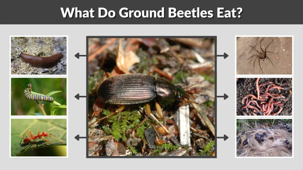 What Do Ground Beetles Eat? Diet, Predators, and Role in Nature