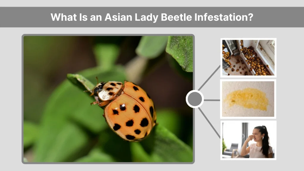 Asian Lady Beetle Infestation: Causes, Treatment, and Prevention