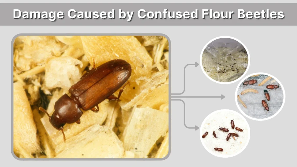 Confused Flour Beetle: Identification, Life Cycle, Infestation ...