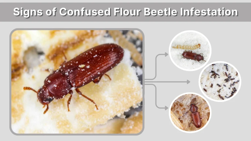 Confused Flour Beetle: Identification, Life Cycle, Infestation ...