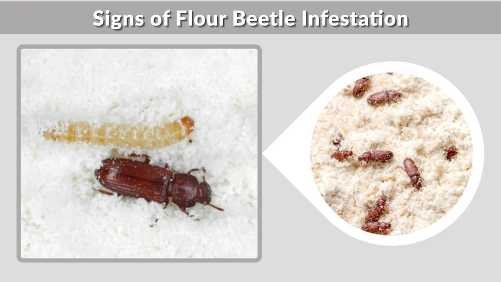 Flour Beetles: Identification, Life Cycle & How to Get Rid of Them
