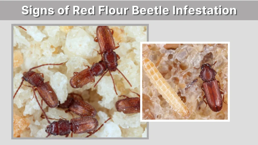 Red Flour Beetle: Identification, Life Cycle, Habitat & Control Guide