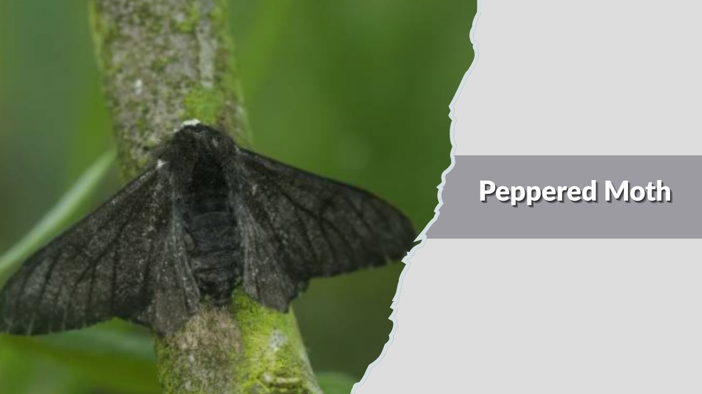 14 Types of Geometer Moths: Identification with Pictures