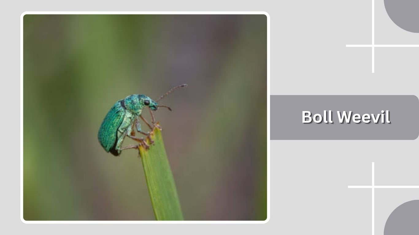 27 Common Types of Weevils: Identification Guide