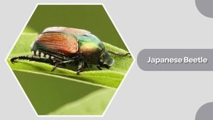 32 Types of Scarab Beetles: Identification Guide