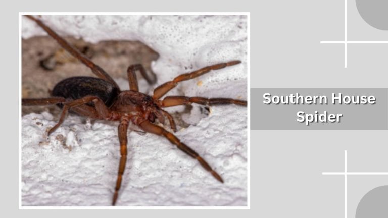 13 Common Spiders in Florida: Identification with Picture