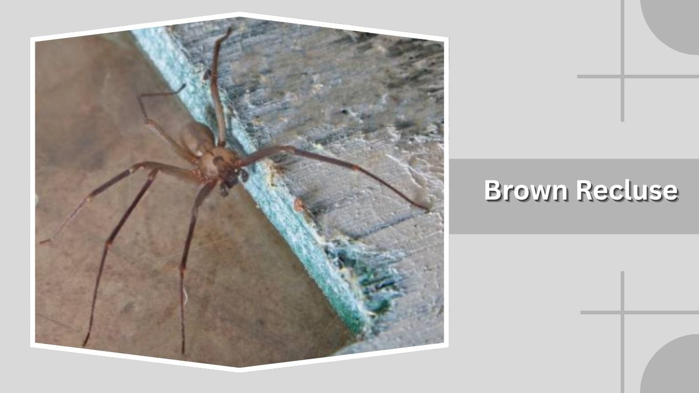 13 Spiders Commonly Found in Texas: Identification with Picture