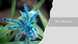15 Types of Blue Spiders: Identification with Pictures