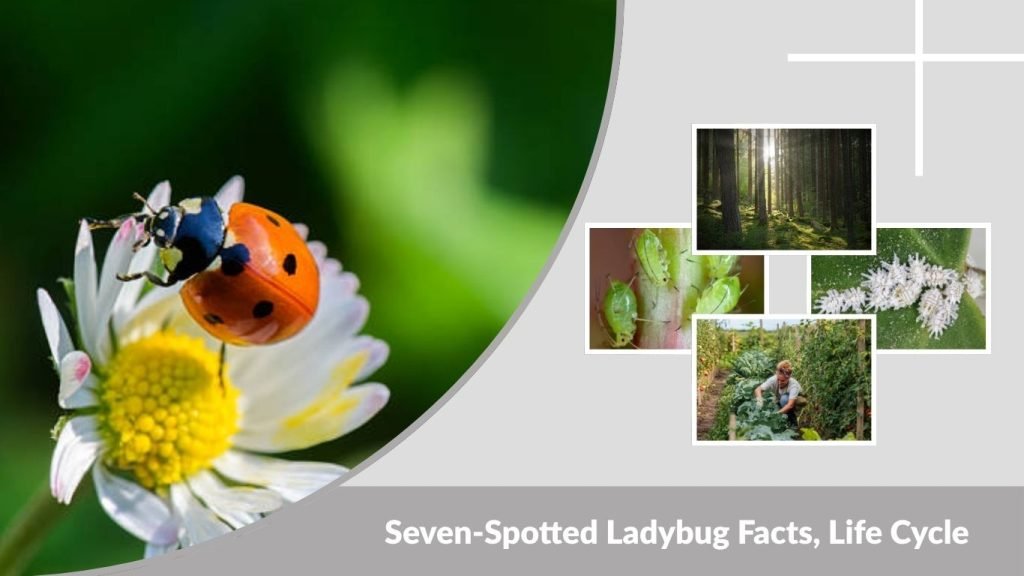Seven-Spotted Ladybug Facts, Life Cycle & Habitat