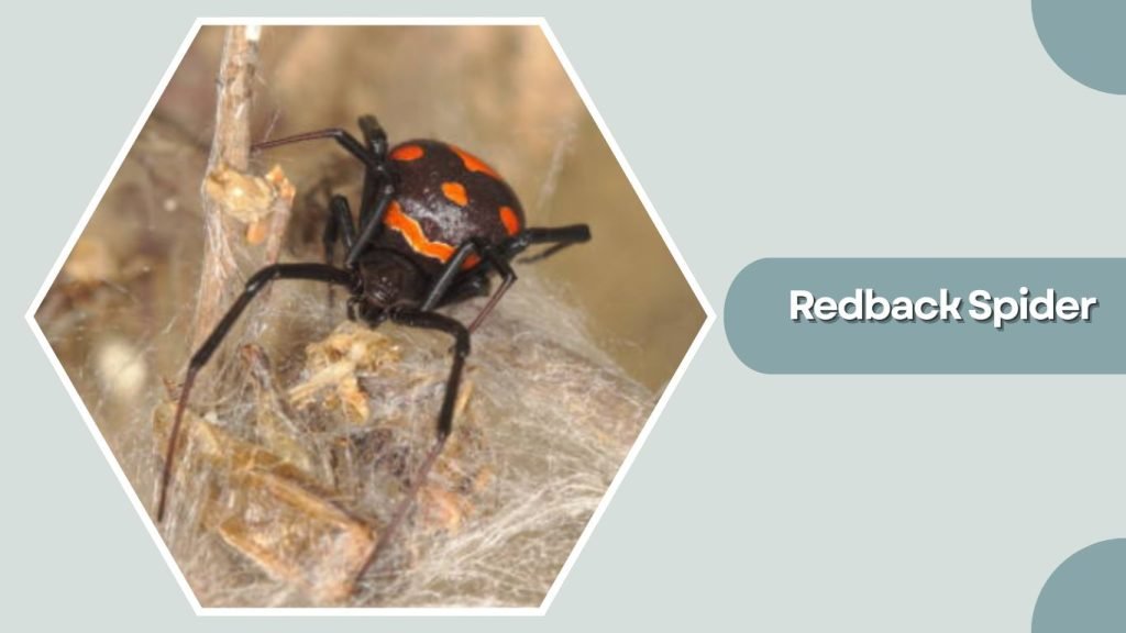 10 Red Spiders with Black Markings: Identification with Pictures