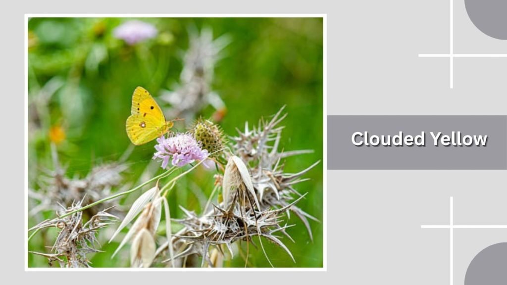 15 Types of Yellow Butterflies: Identification with Pictures