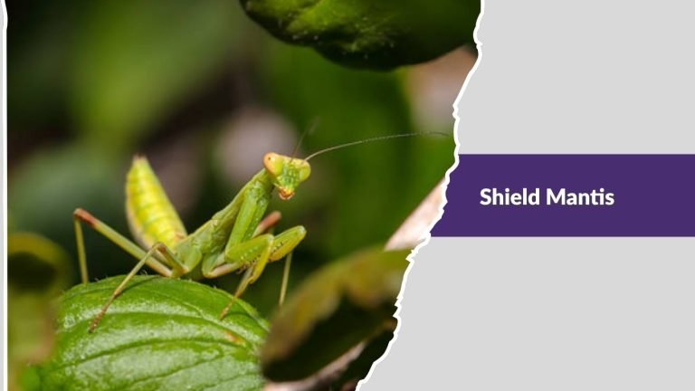 26 Common Types of Praying Mantis Species (ID with Picture)