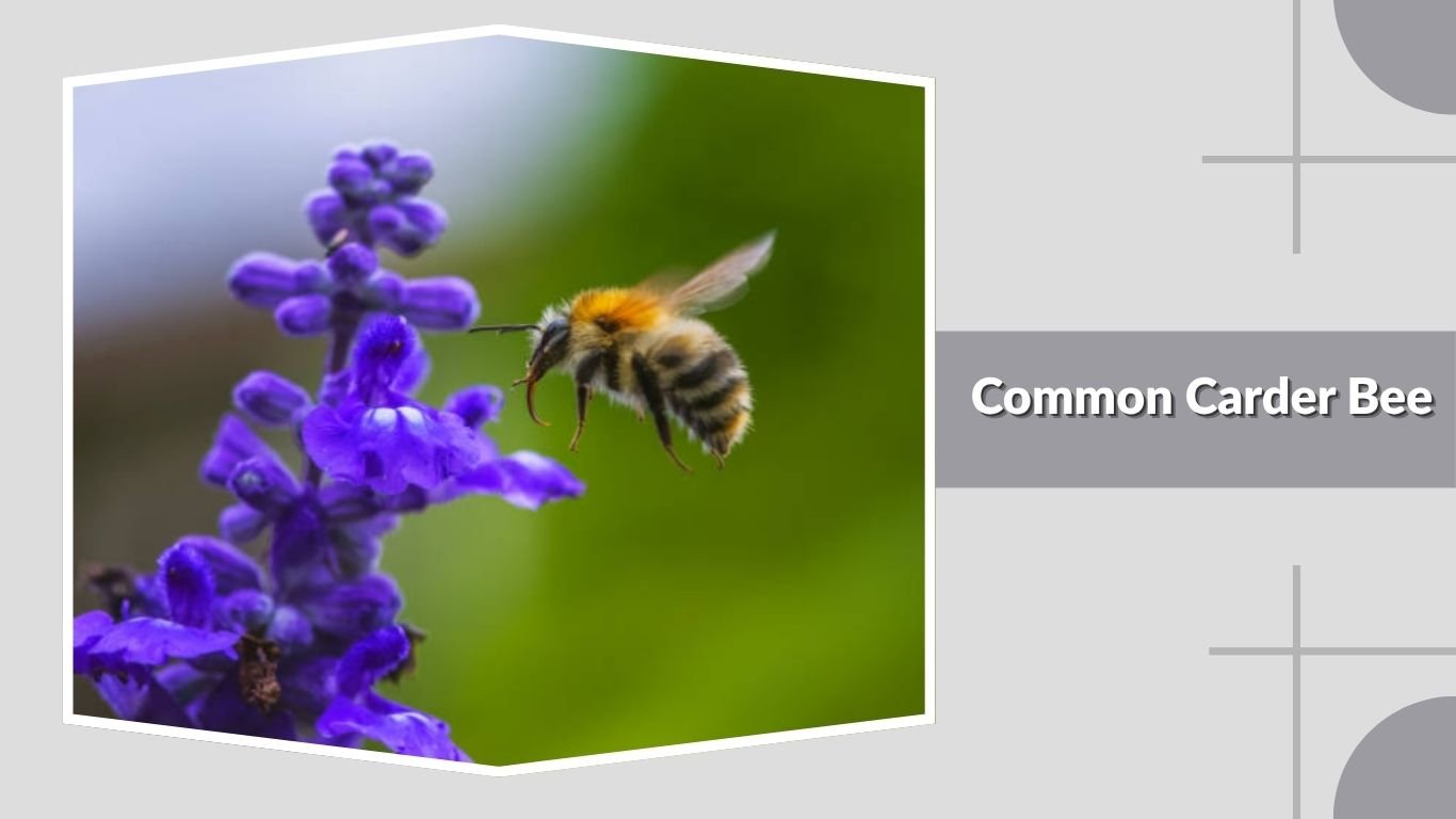 27 Common Types of Bumble Bees: Identification with Pictures