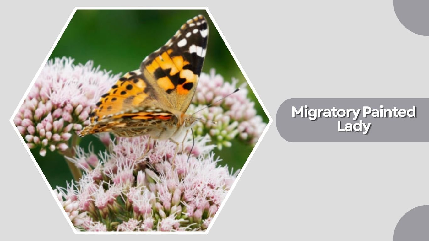 10 Types of Painted Lady Butterflies: Size, Color, Habitat & More ...