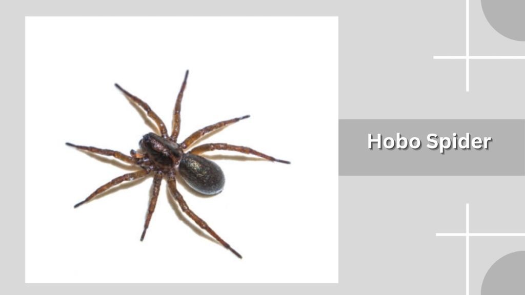 15 Most Dangerous Spiders in the World: Toxic and Aggressive
