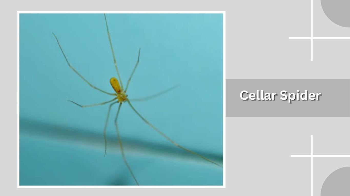 13 Common Spiders in Florida: Identification with Picture