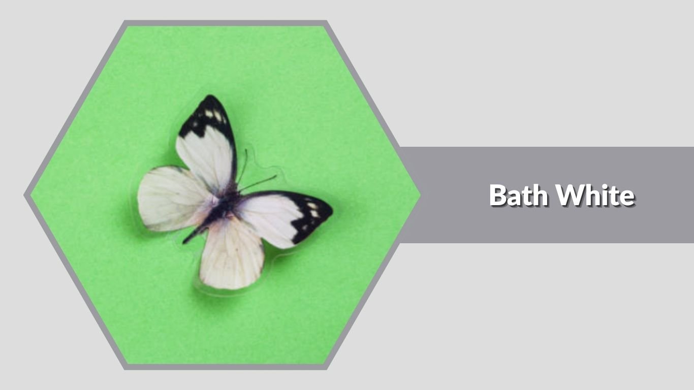 13 Types of White Butterflies: Identification with Pictures