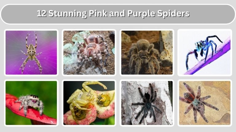 12 Stunning Pink and Purple Spiders: Identification with Pictures