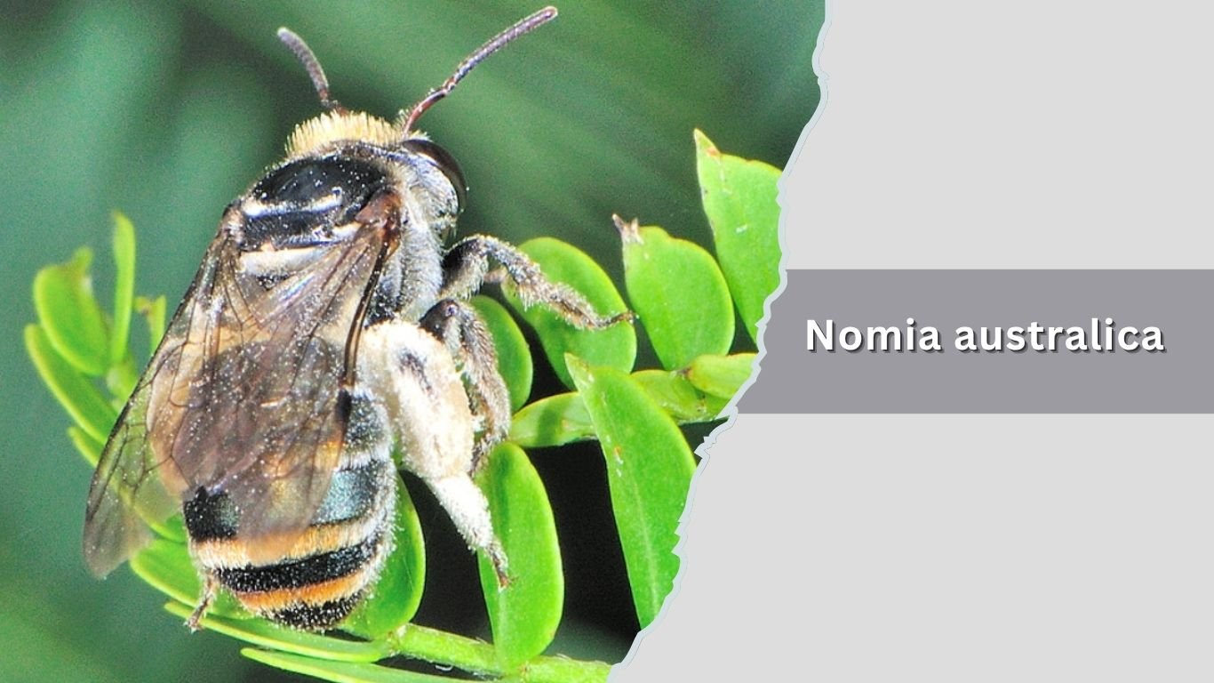 24 Common Types of Australian Bees: Identification with Pictures