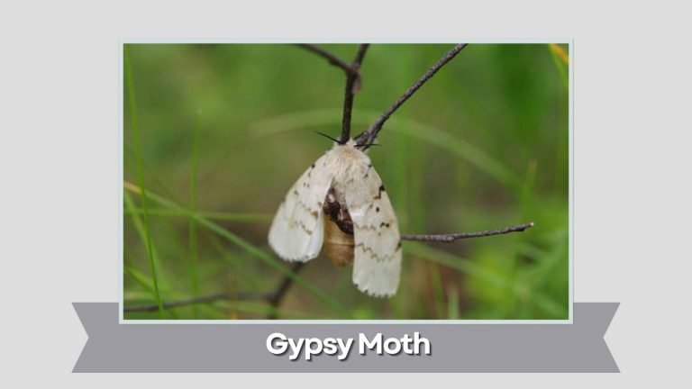 17 Types of Moths: Size, Color, Habitat, Diet & ID: Identification with ...