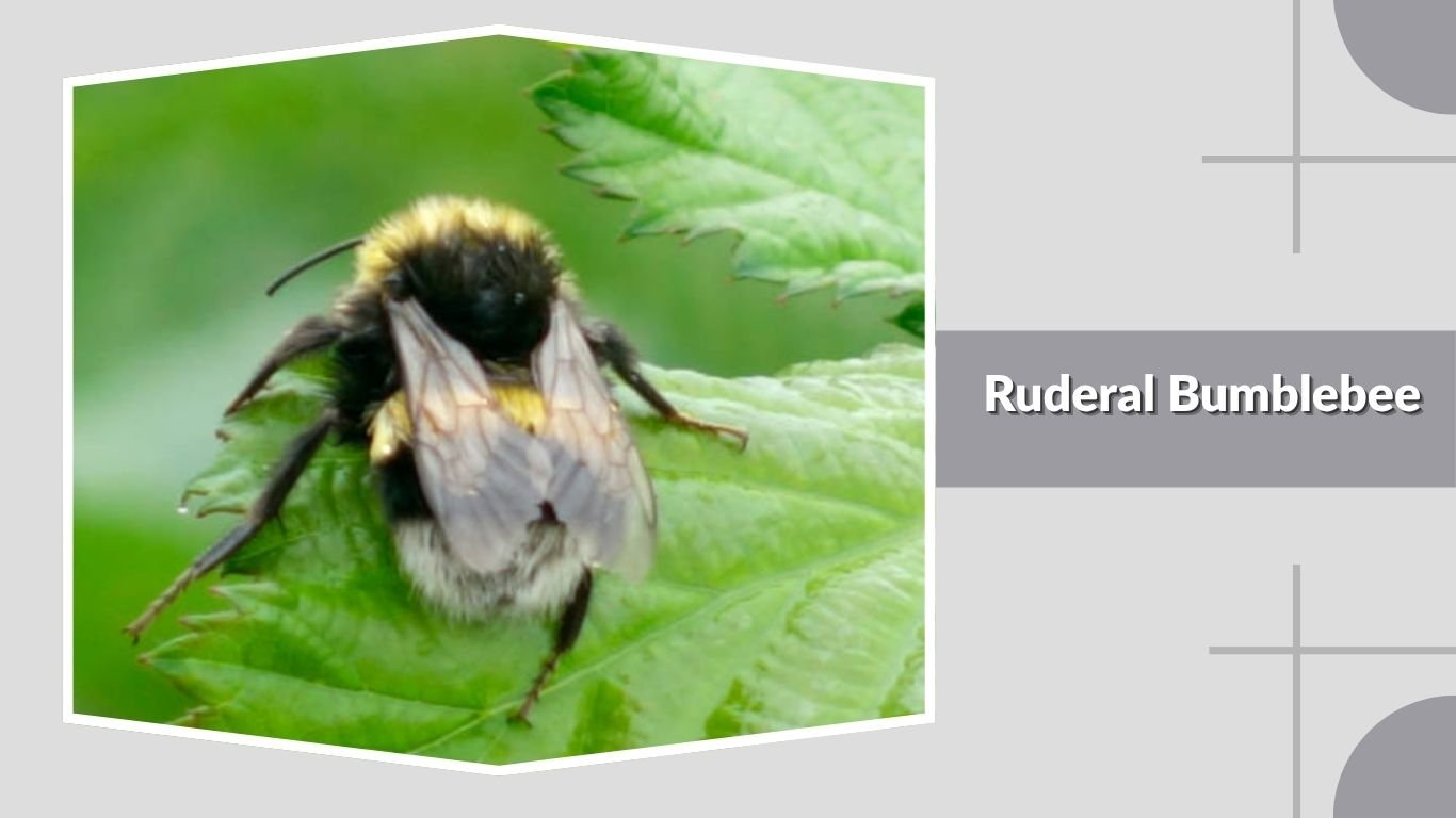 27 Common Types of Bumble Bees: Identification with Pictures