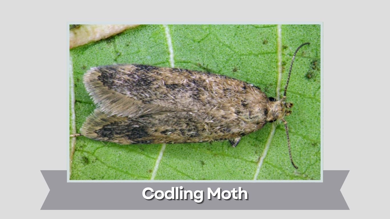 17 Types of Moths: Size, Color, Habitat, Diet & ID: Identification with ...