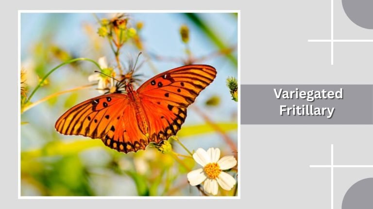 17 Types of Orange Butterflies: Identification with Pictures