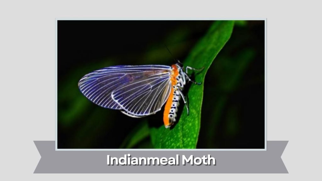 17 Types of Moths: Size, Color, Habitat, Diet & ID: Identification with ...