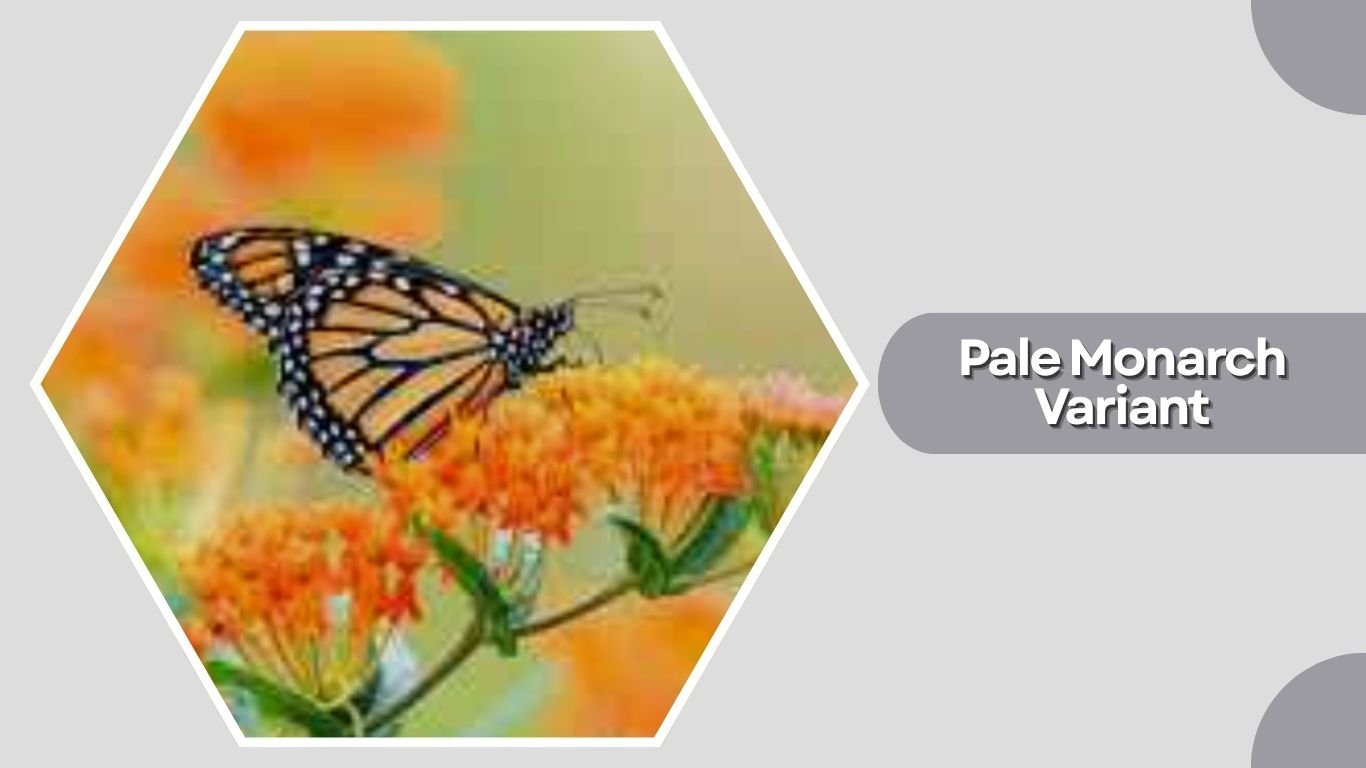 20 Types of Monarch Butterflies: Identification by Color & Size with ...