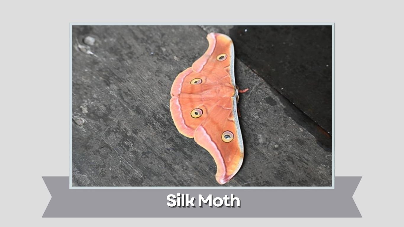17 Types of Moths: Size, Color, Habitat, Diet & ID: Identification with ...