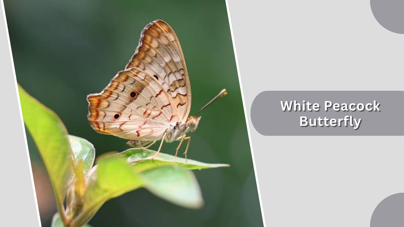 32 Types of Butterflies: Identification by Names with Pictures