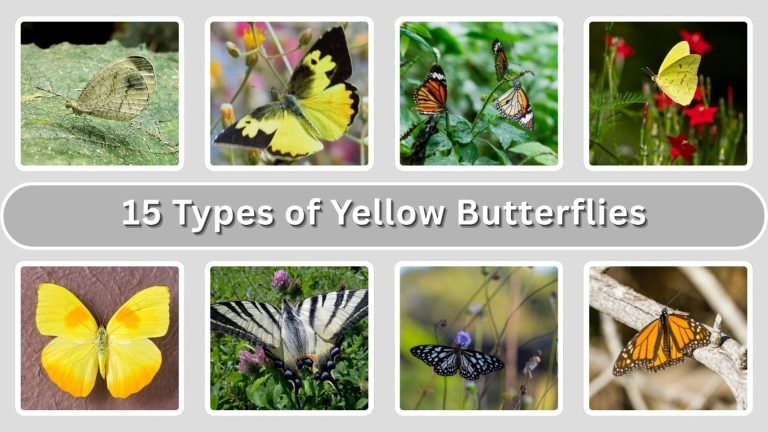 15 Types of Yellow Butterflies: Identification with Pictures