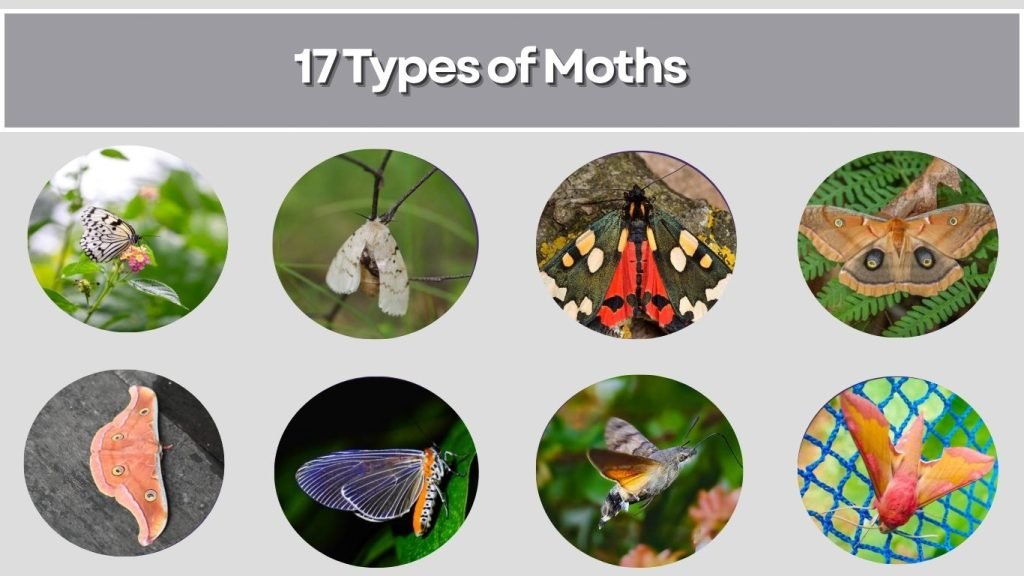 17 Types of Moths: Size, Color, Habitat, Diet & ID: Identification with ...