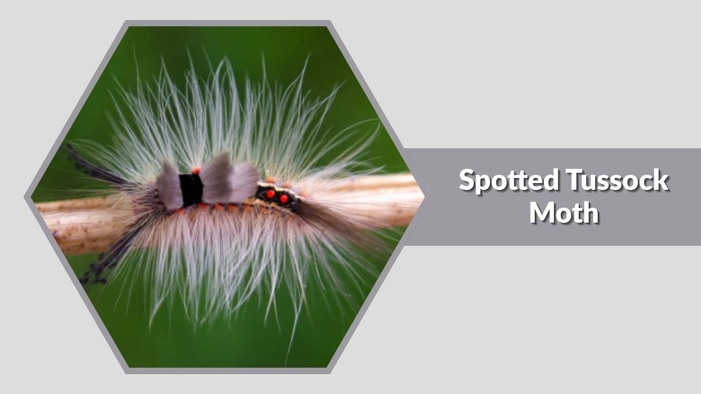 23 Common Types of Tussock Moths: Identification & Pictures