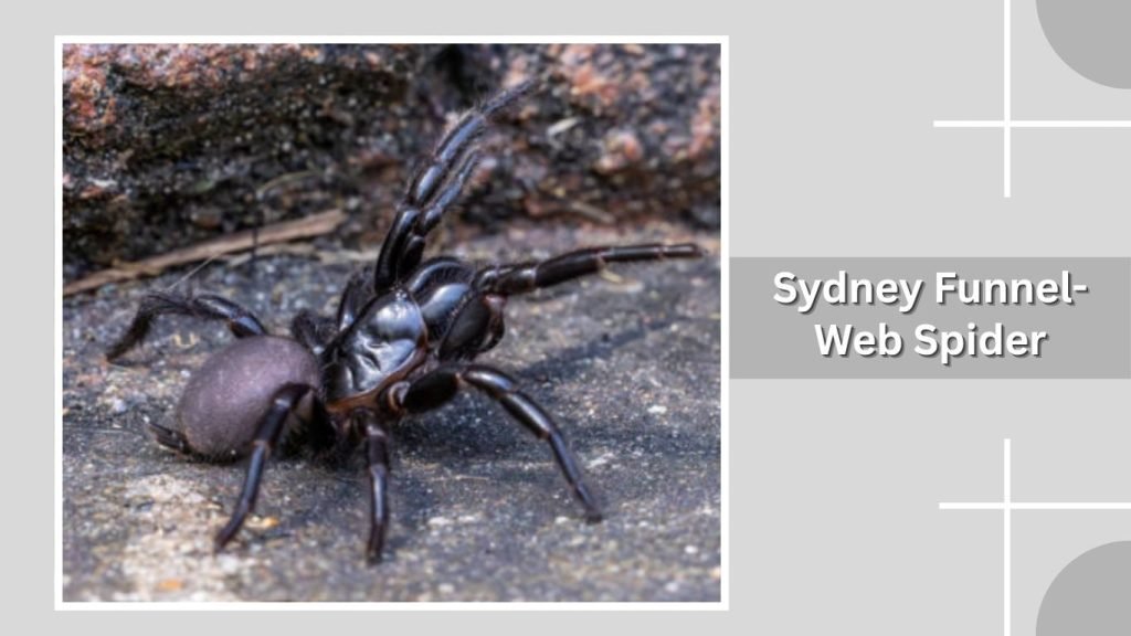 15 Most Dangerous Spiders in the World: Toxic and Aggressive