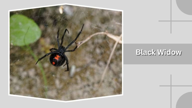 13 Spiders Commonly Found in Texas: Identification with Picture
