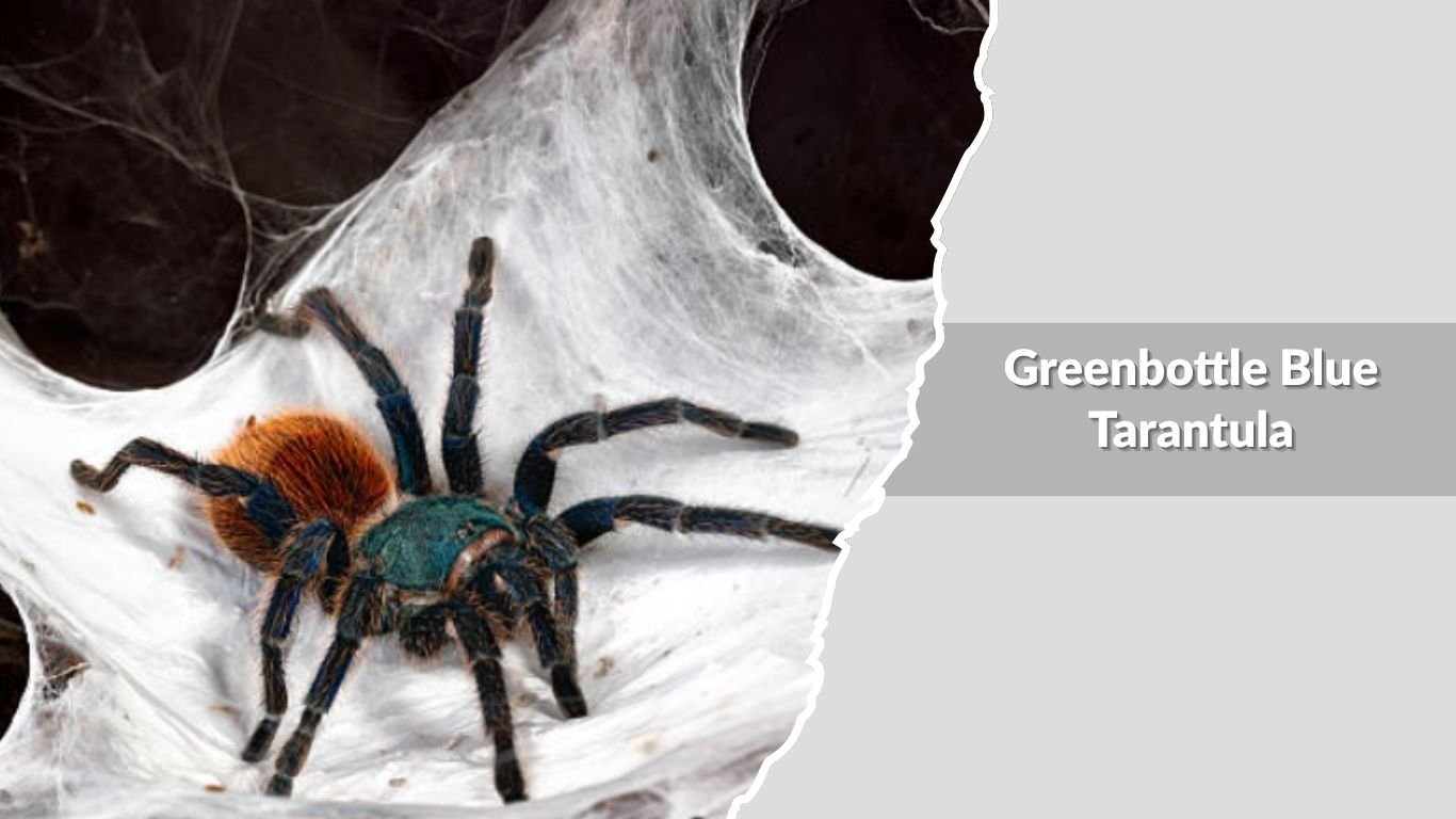 15 Types of Blue Spiders: Identification with Pictures
