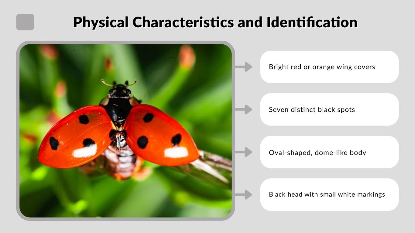Seven-Spotted Ladybug Facts, Life Cycle & Habitat
