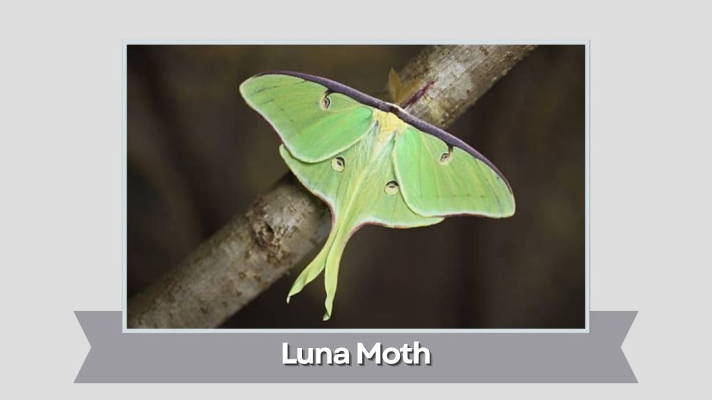 17 Types of Moths: Size, Color, Habitat, Diet & ID: Identification with ...