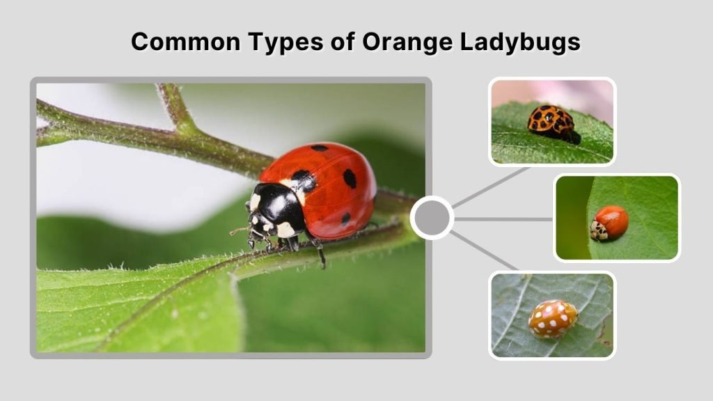 Orange & Black Ladybugs: Types, Meaning, Safety Guide