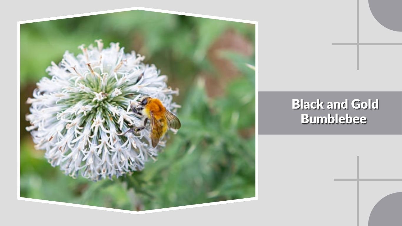 27 Common Types of Bumble Bees: Identification with Pictures