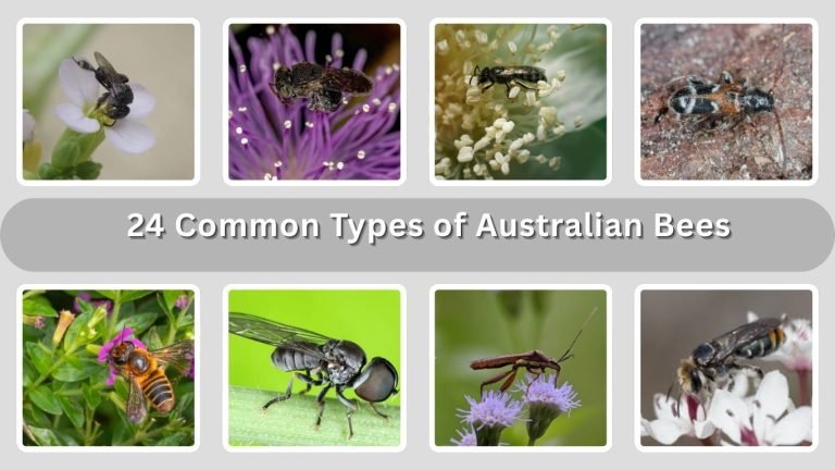 24 Common Types of Australian Bees: Identification with Pictures